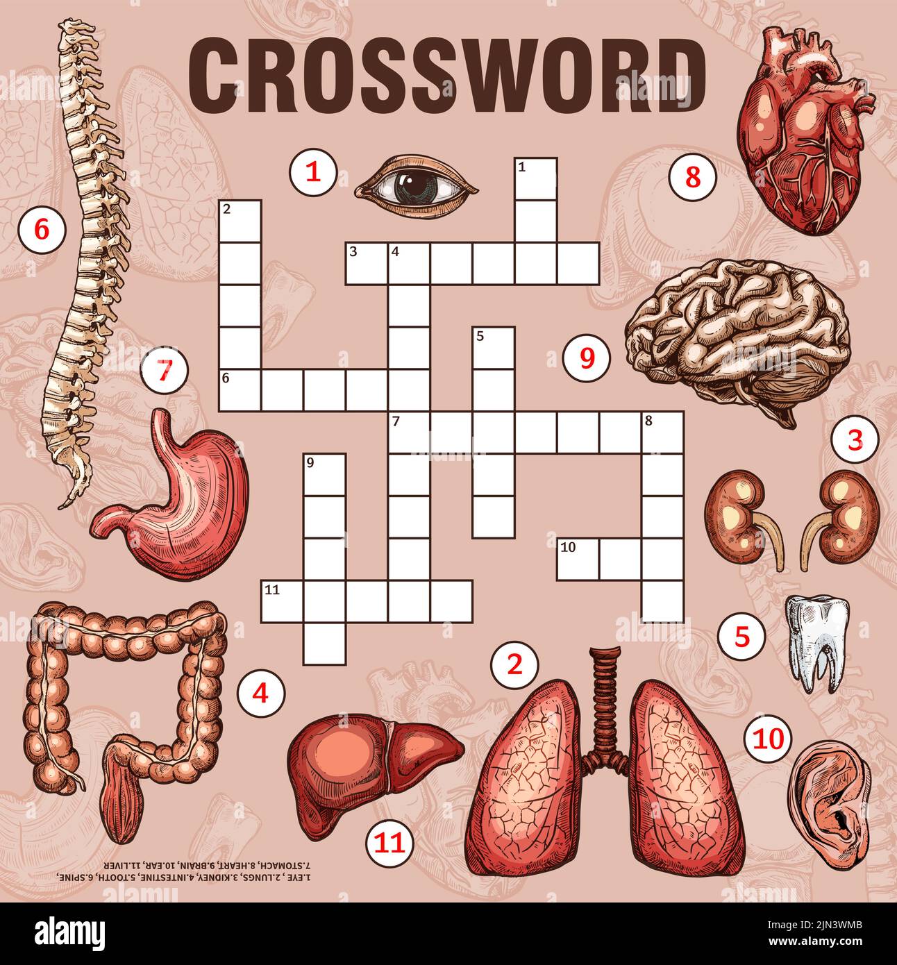 Organes humains et parties du corps, feuille de travail de grille de ...