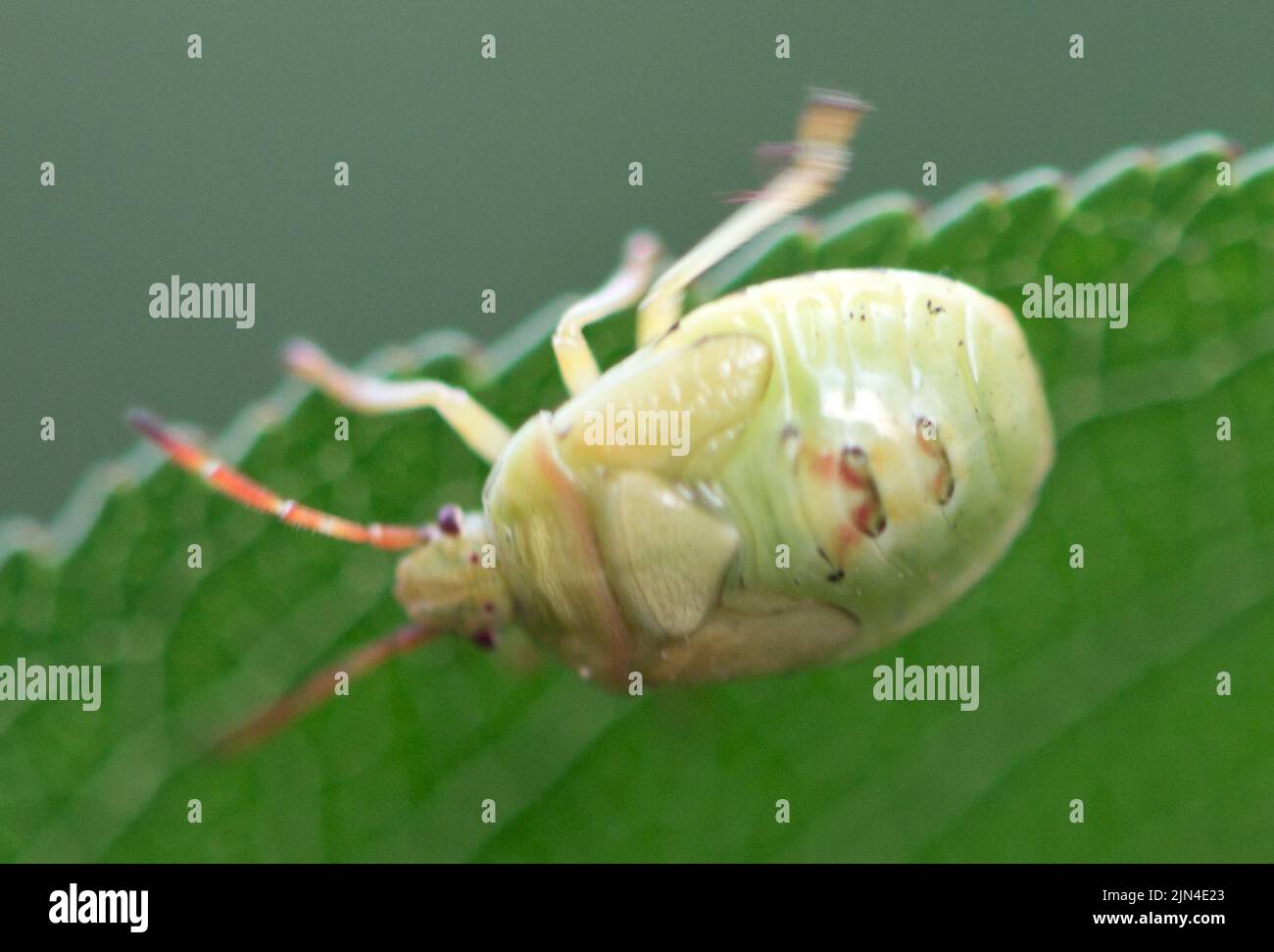 Larve d'insecte de bouclier vert Banque de photographies et d’images à ...