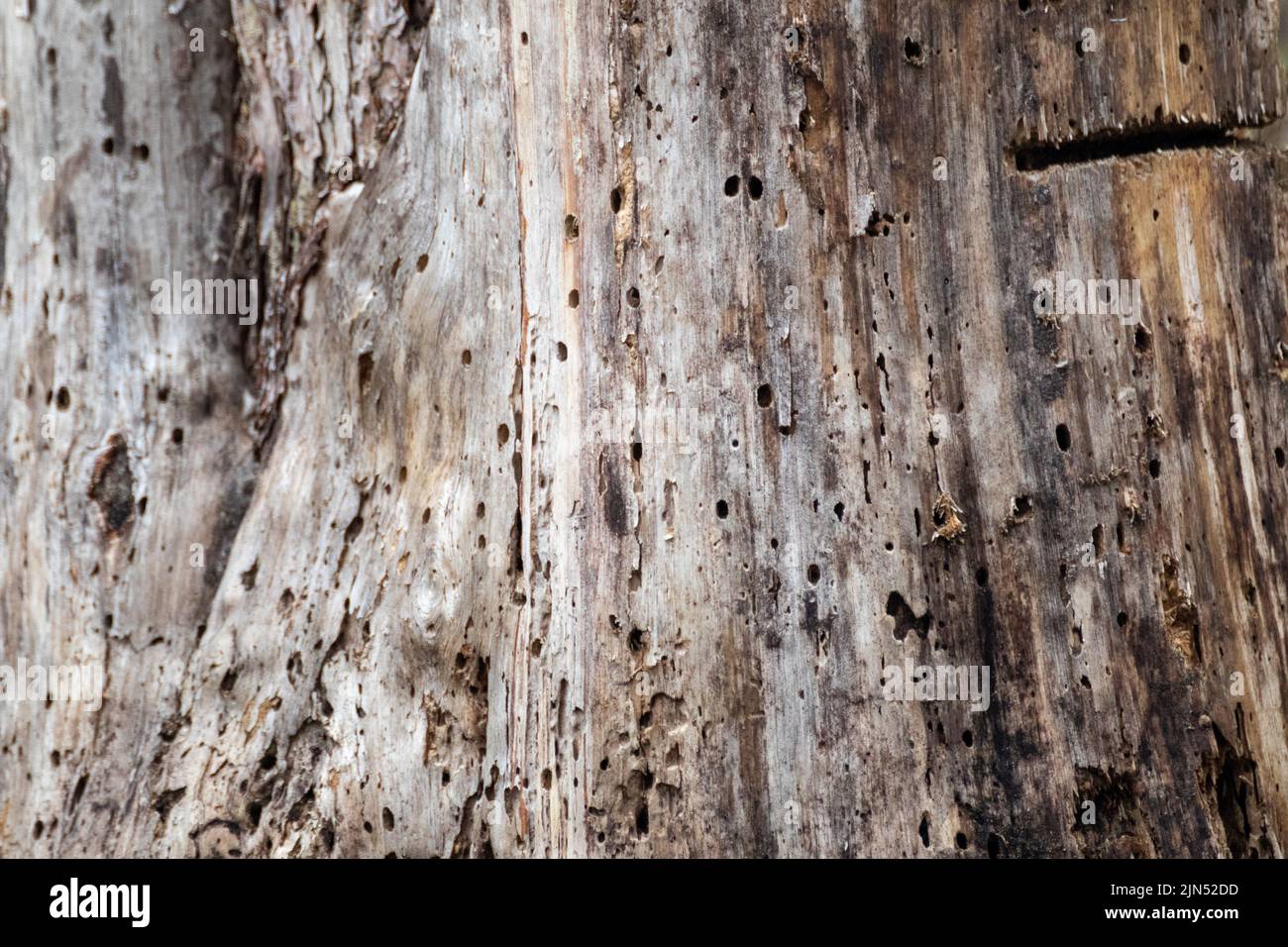 Tronc d'arbre endommagé, mangé par des insectes borers, vue rapprochée ...