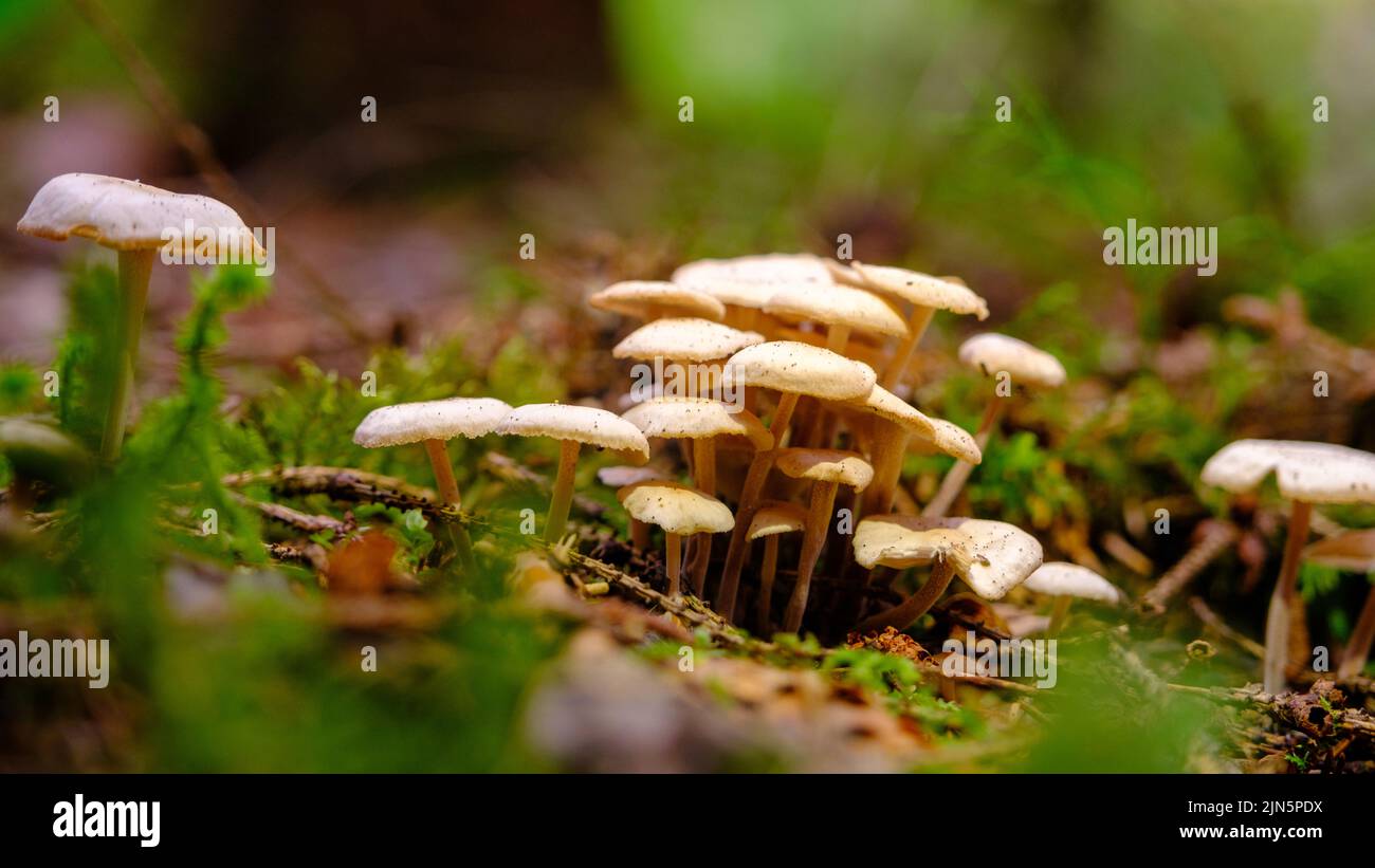 Gros plan sur les champignons magiques. Un groupe de petits champignons blancs couverts de ...