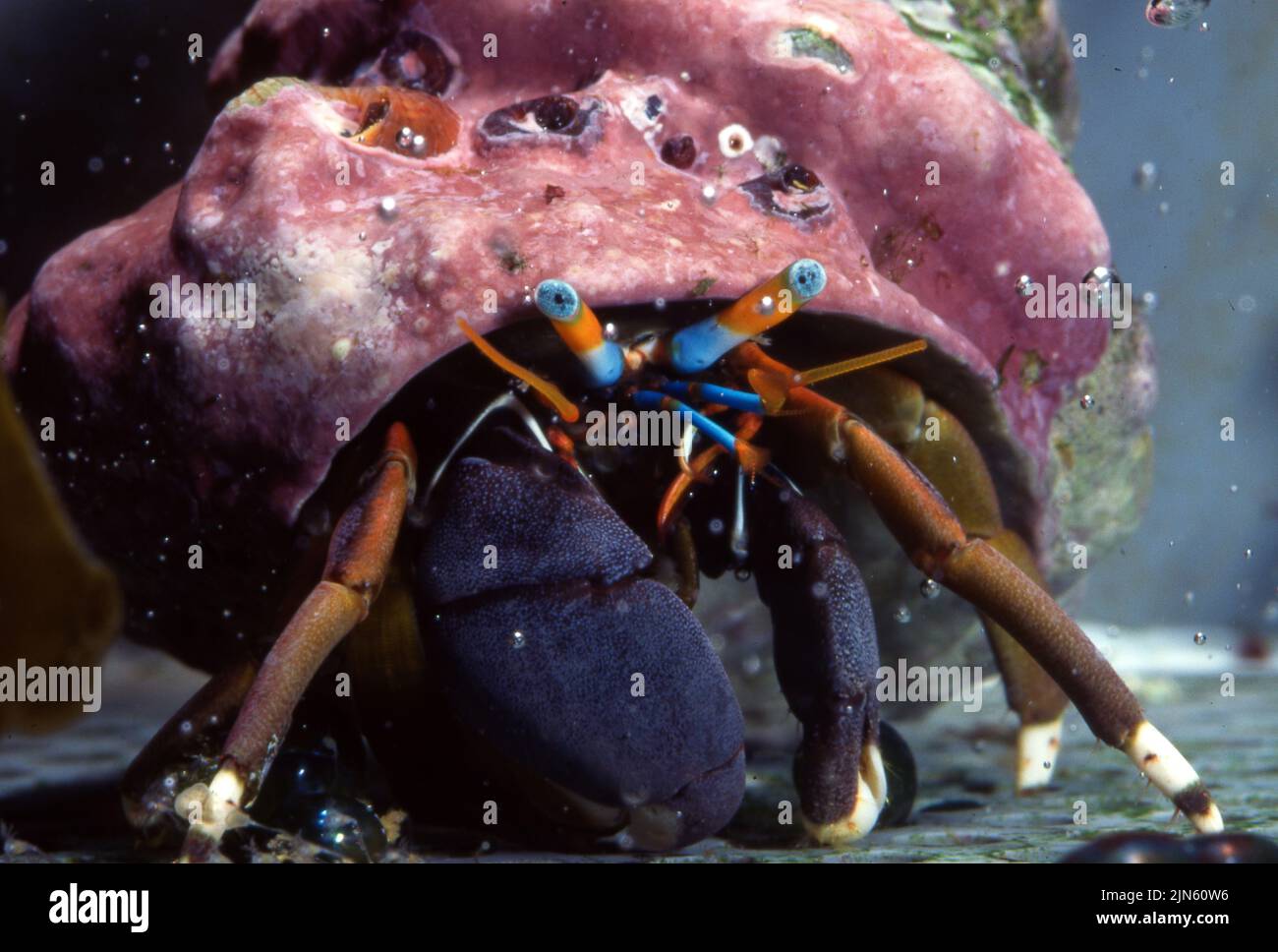Crabe ermite aux yeux bleus Banque de photographies et d’images à haute ...
