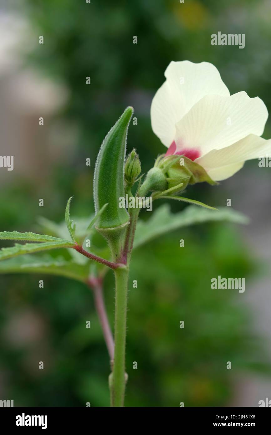 Gros plan sur Okra.Lady Fingers. Ladyfinger ou légume d'okra sur la ...