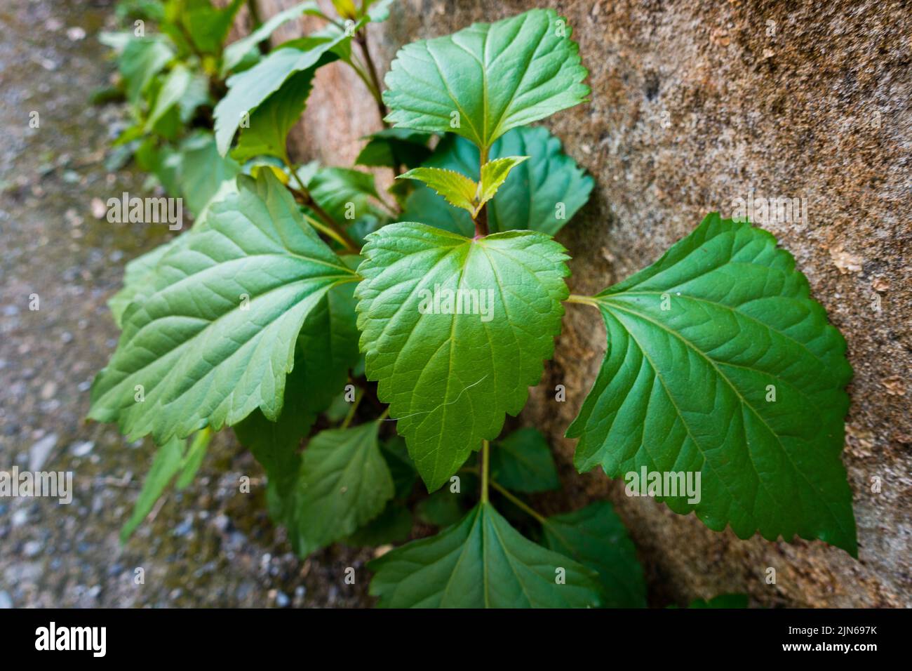 Diable mexicain ageratina adenophora Banque de photographies et d ...
