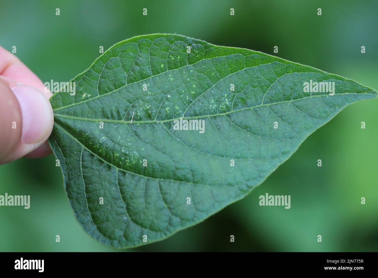 Tetranychus urticae spider mite Banque de photographies et d’images à ...
