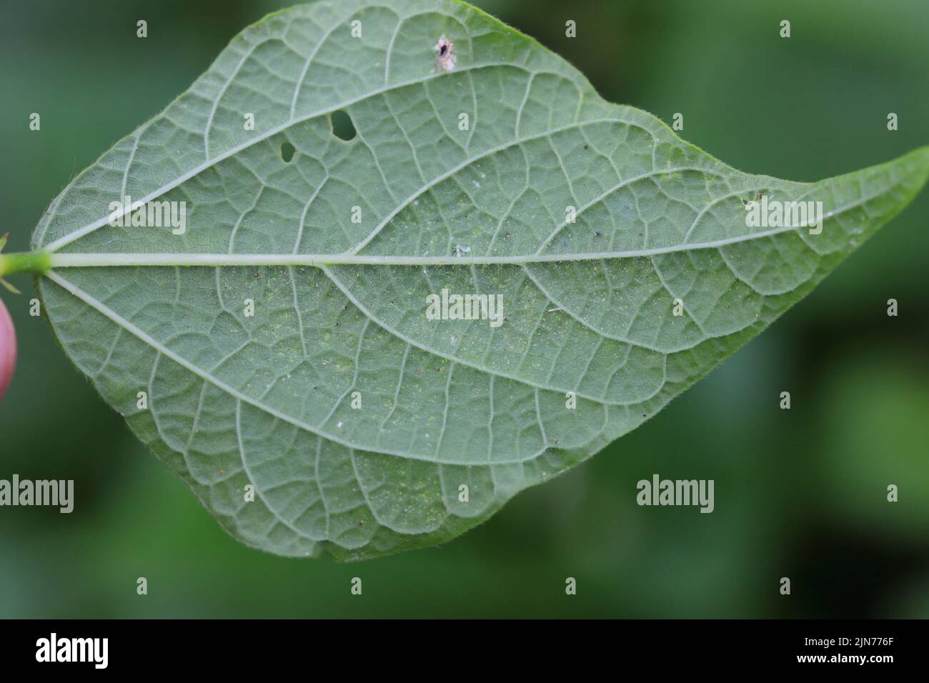 Tetranychus urticae spider mite Banque de photographies et d’images à ...