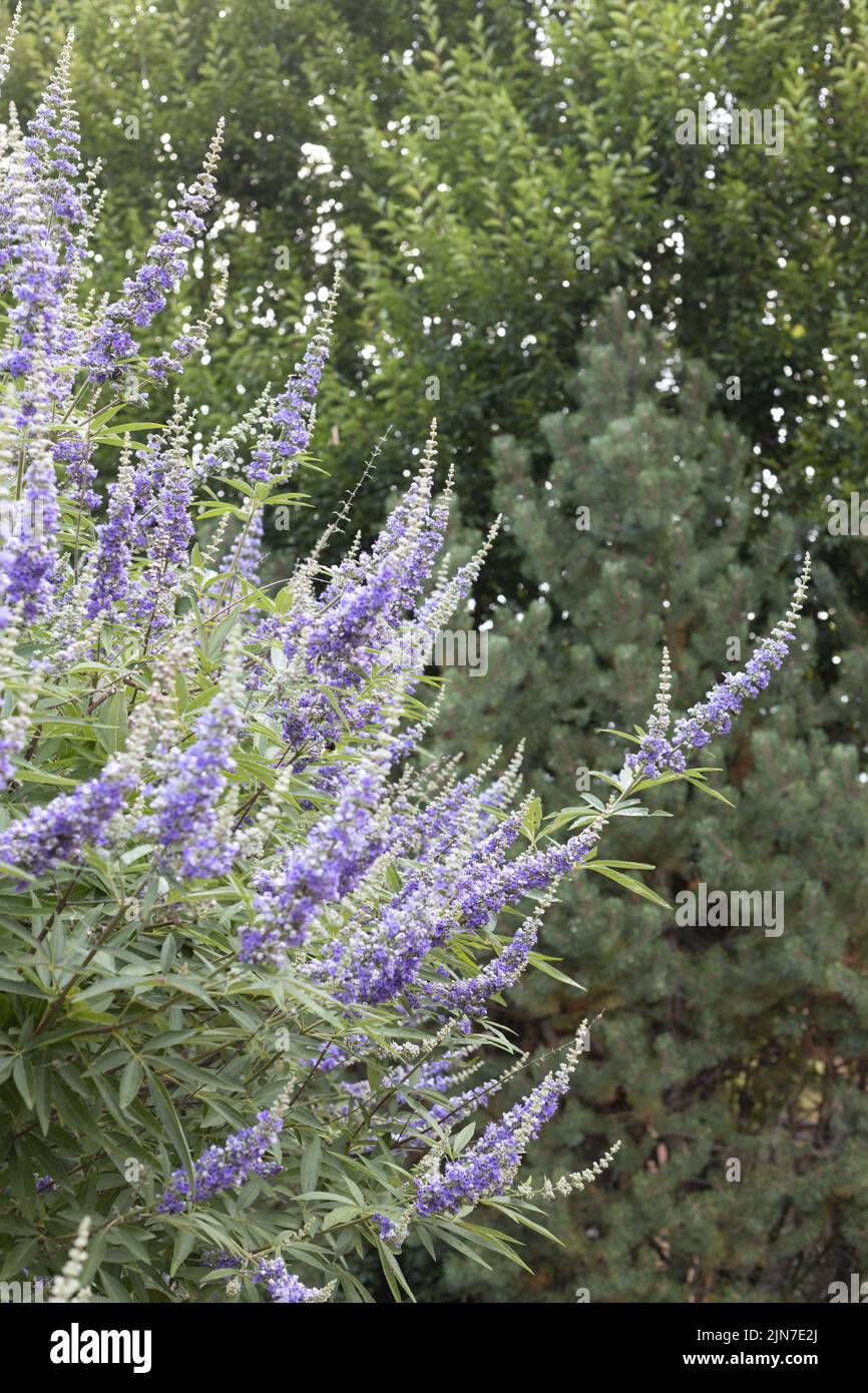 Chaste tree chaste Banque de photographies et d’images à haute ...