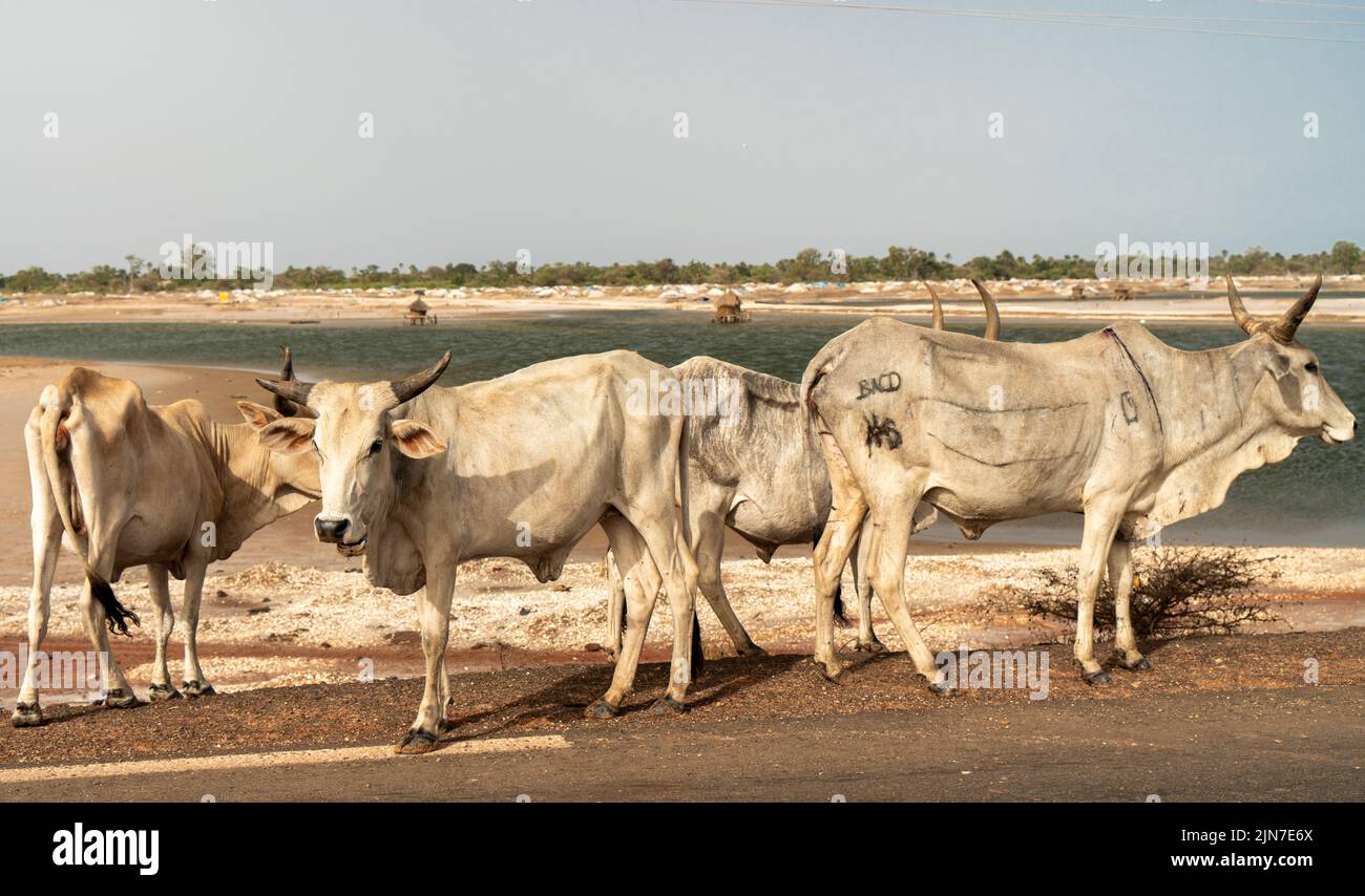 Un troupeau de vaches africaines blanches, le Zebu, traverse la savane ...