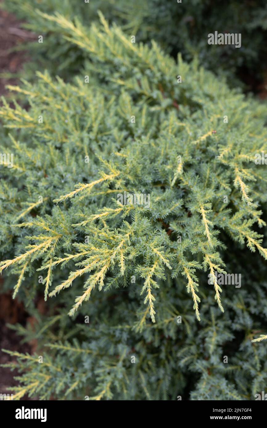 Juniperus x media Banque de photographies et d’images à haute ...