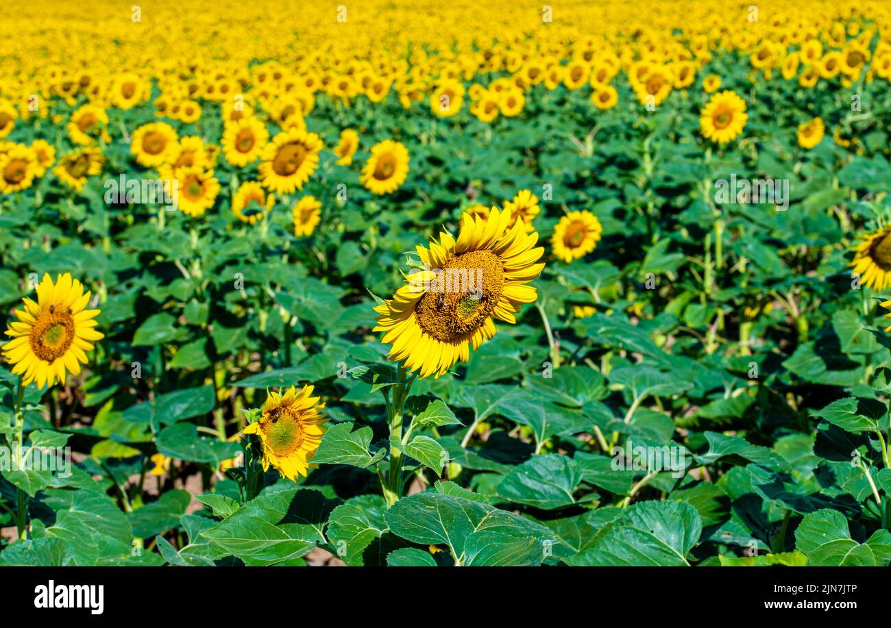 Helianthus est un genre qui comprend environ 70 espèces de plantes à ...