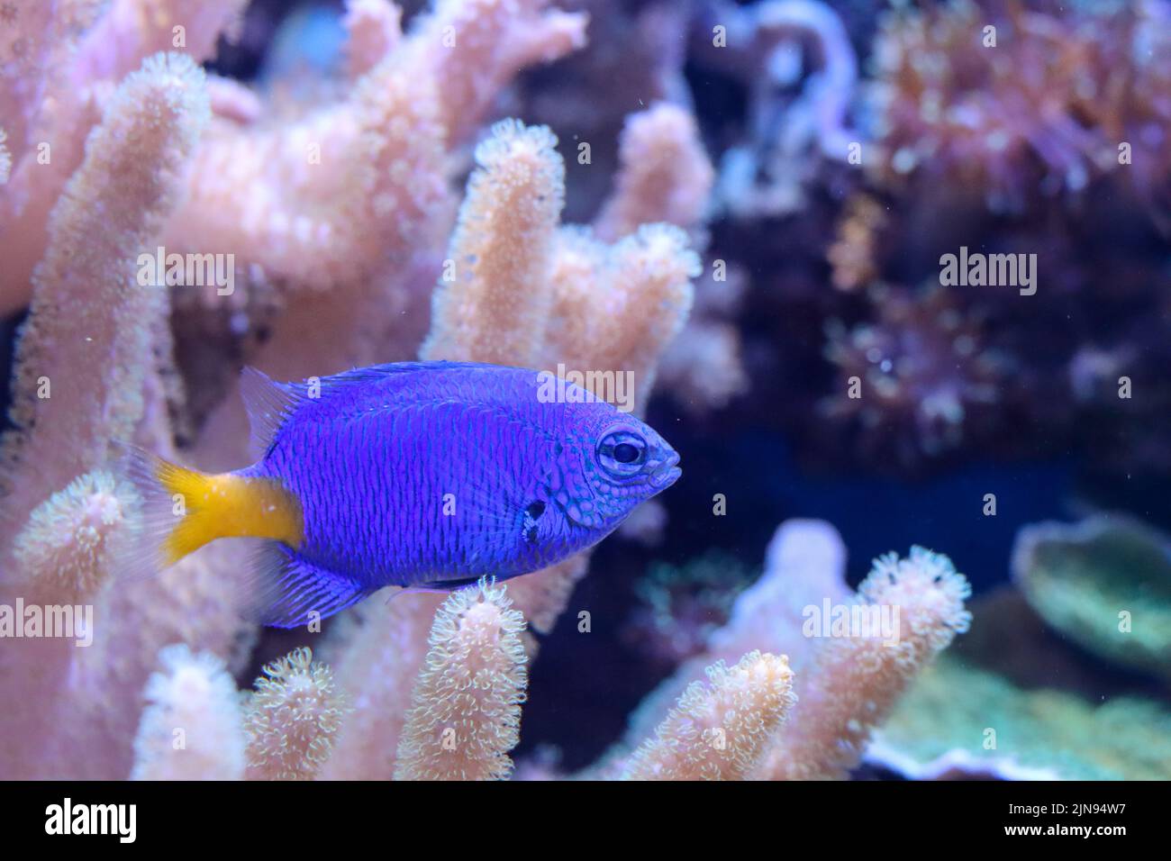 Poisson jaune Banque de photographies et d’images à haute résolution ...