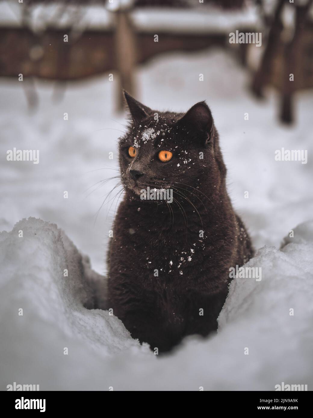 Chat des neiges Banque de photographies et d’images à haute résolution ...