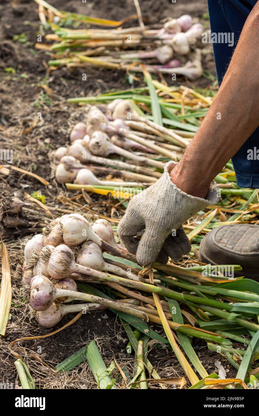 Récolte de l'ail dans le jardin. Un fermier pend des bulbes d'ail pour ...