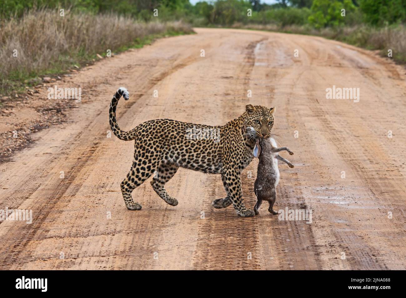 Une jeune femelle léopard (Panthera pardus) avec sa proie de lièvre ...
