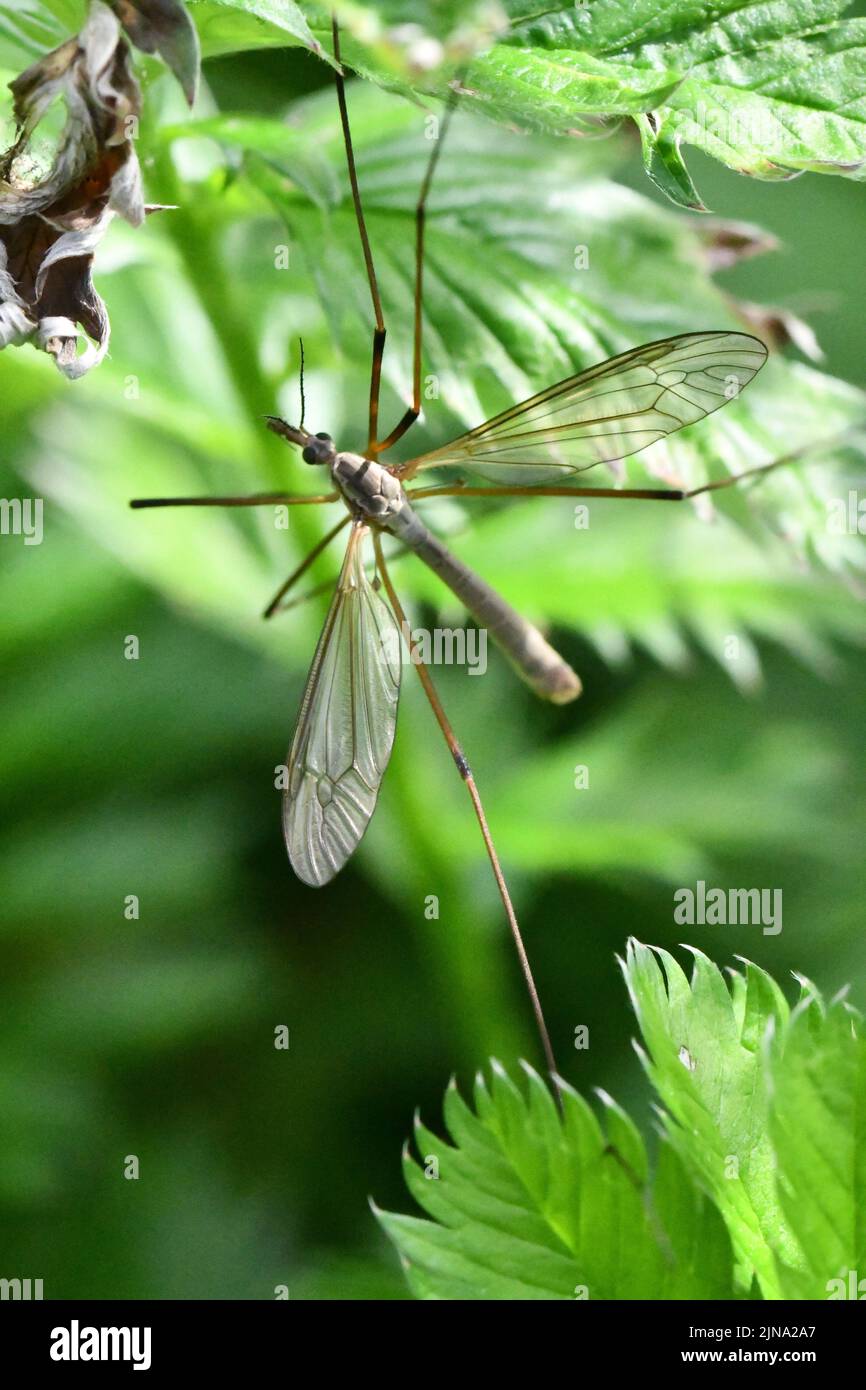 Tipula paludosa cranefly Banque de photographies et d’images à haute ...