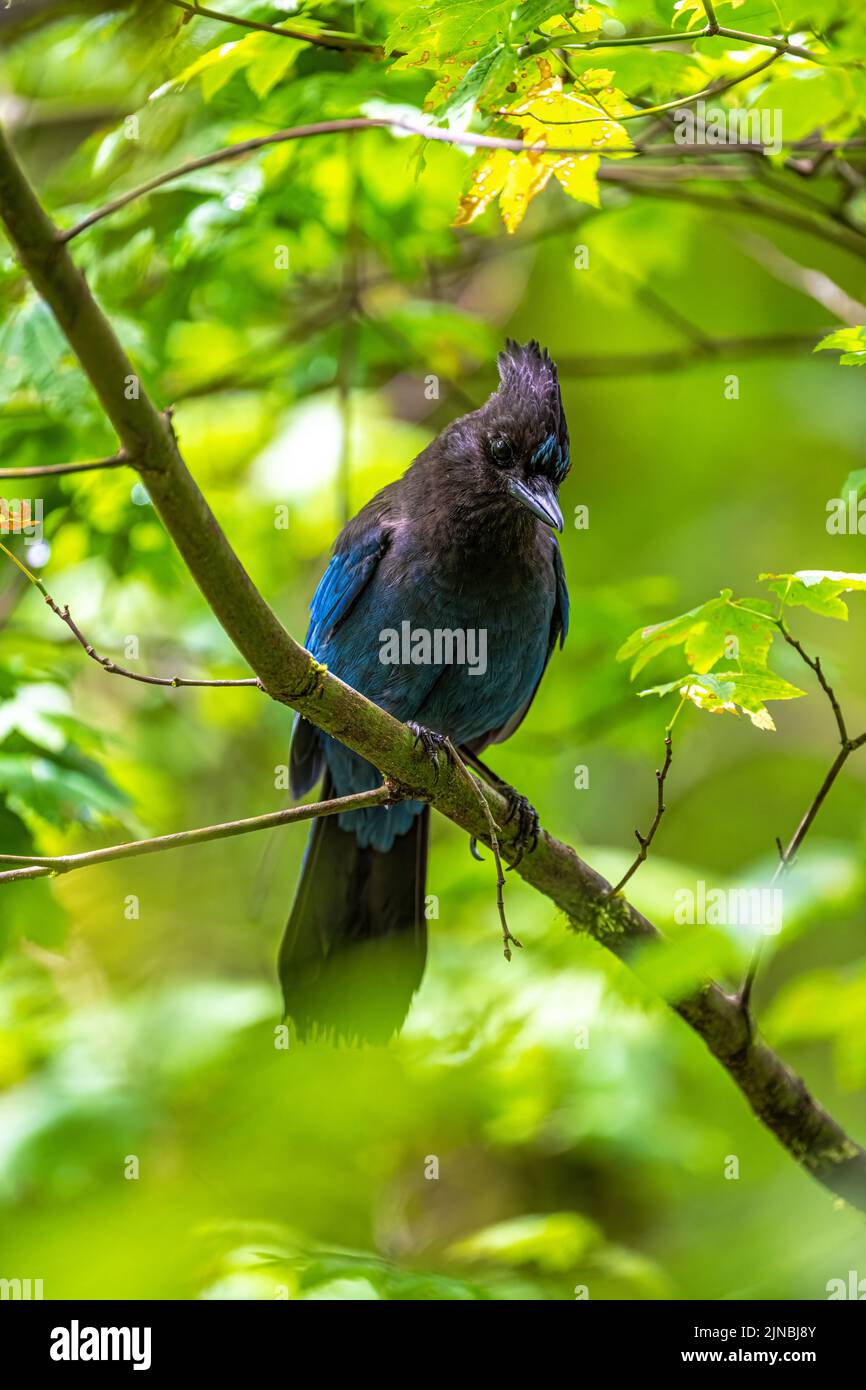 Mountain jay Banque de photographies et d’images à haute résolution - Alamy