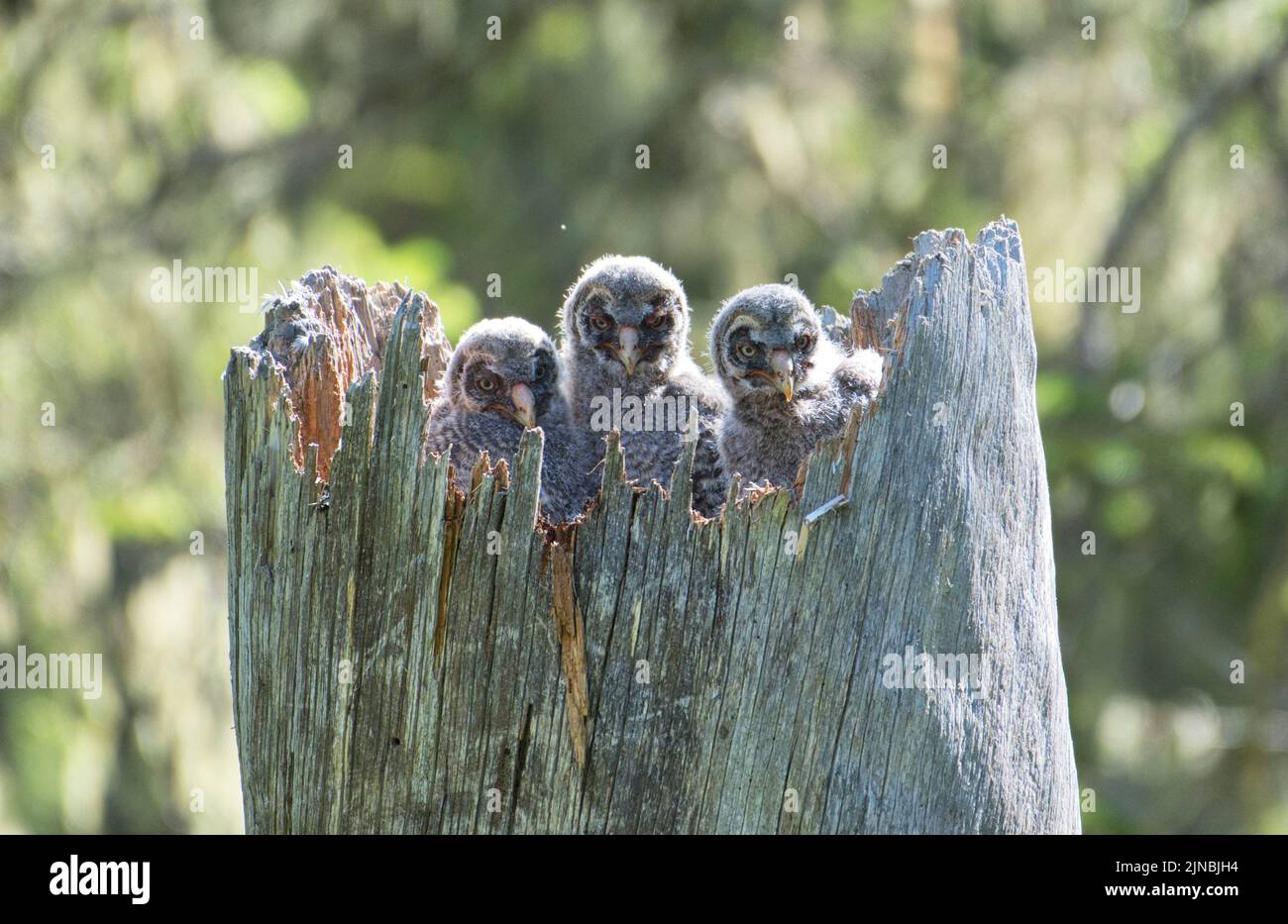 Un grand hibou gris Banque de photographies et d’images à haute ...