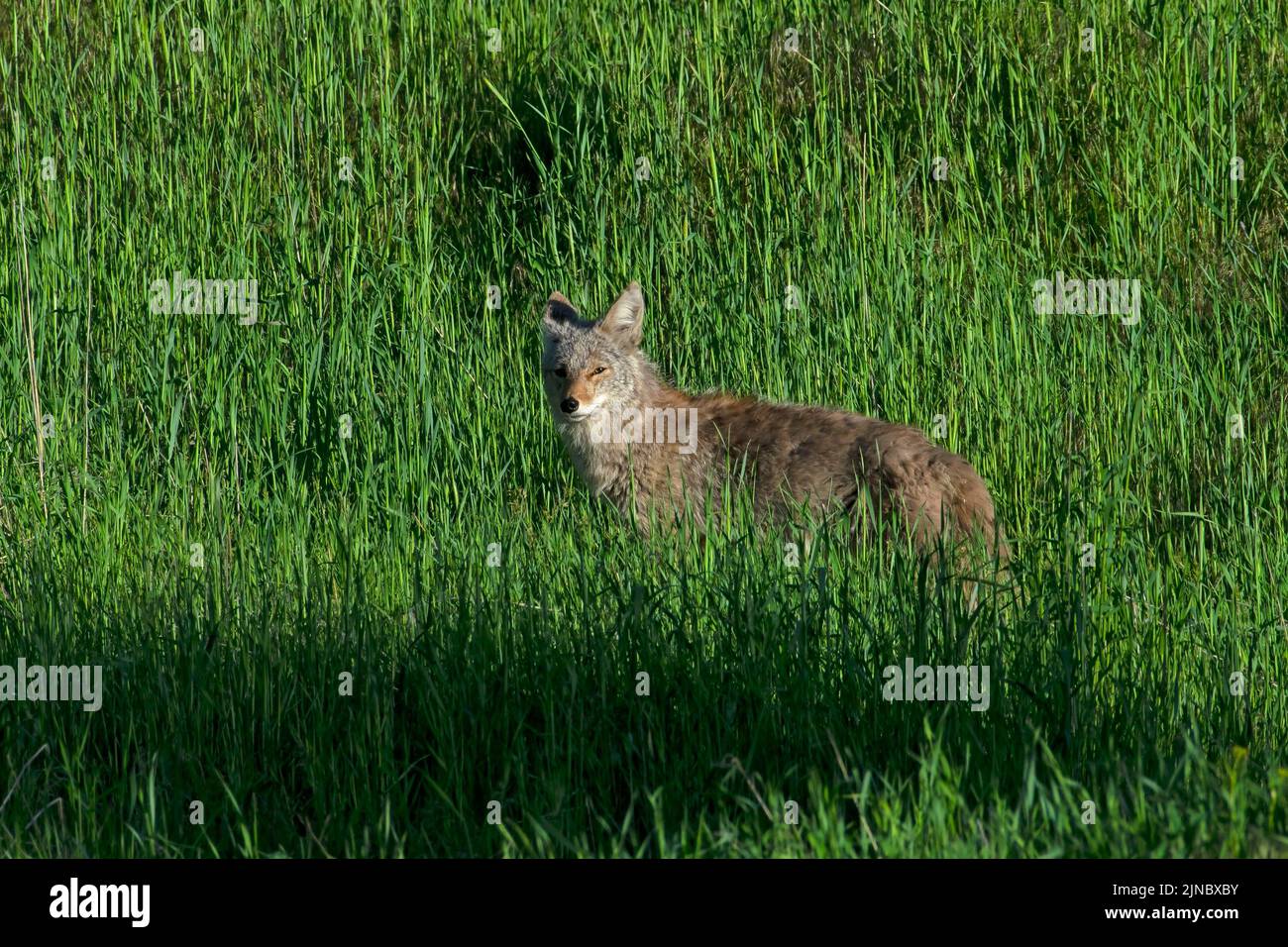 Cette photo d'un Coyote au soleil du matin a été prise le long de la ...