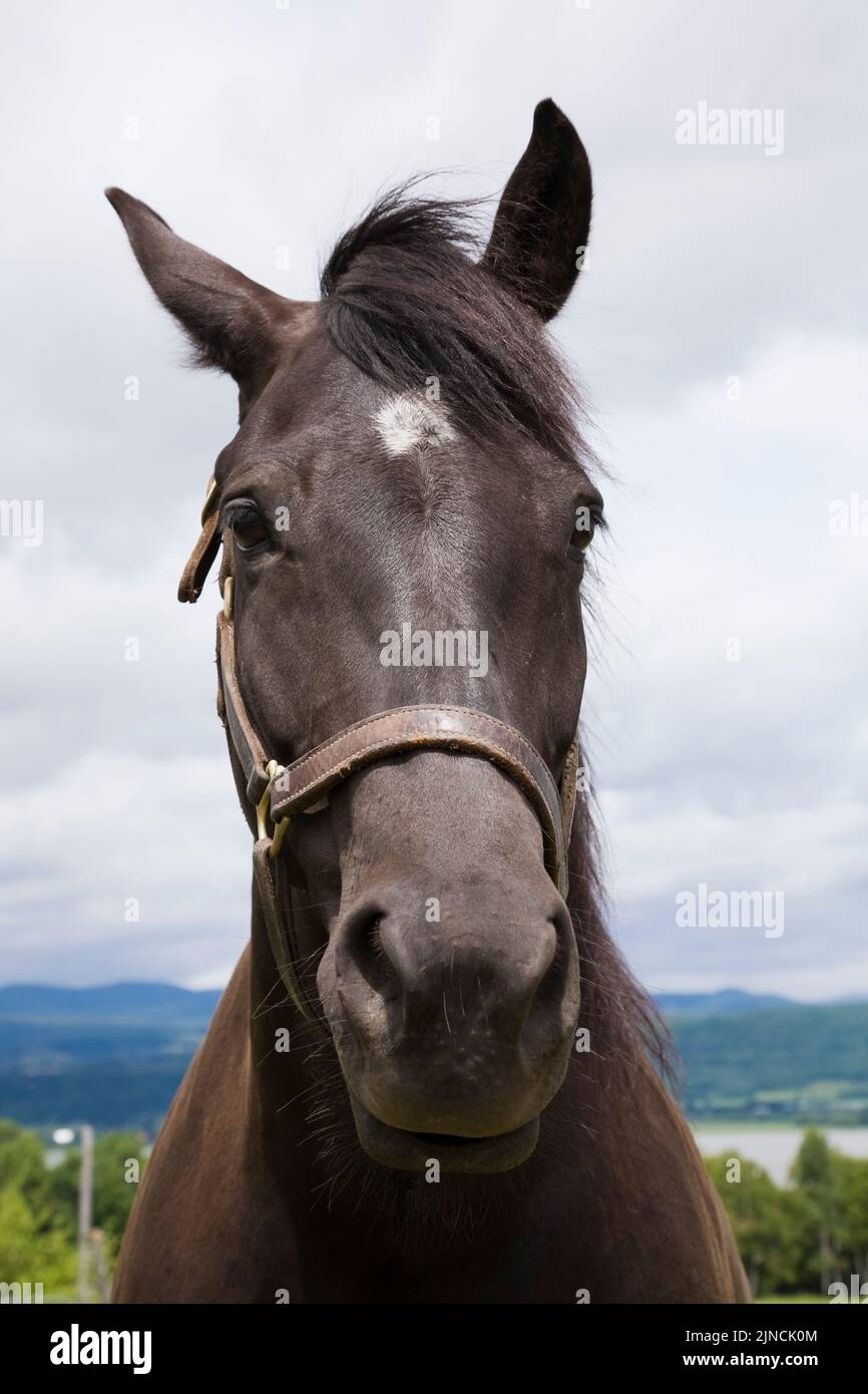 Cheval brun foncé Banque de photographies et d’images à haute ...