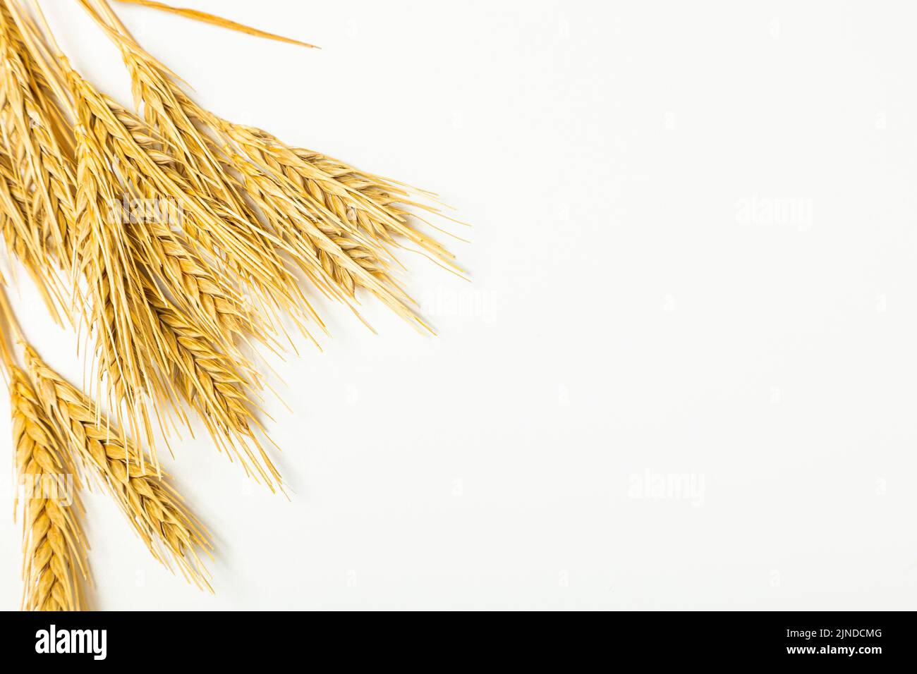 Graines de blé mûr sur fond blanc. Une culture entière de germe de blé ...