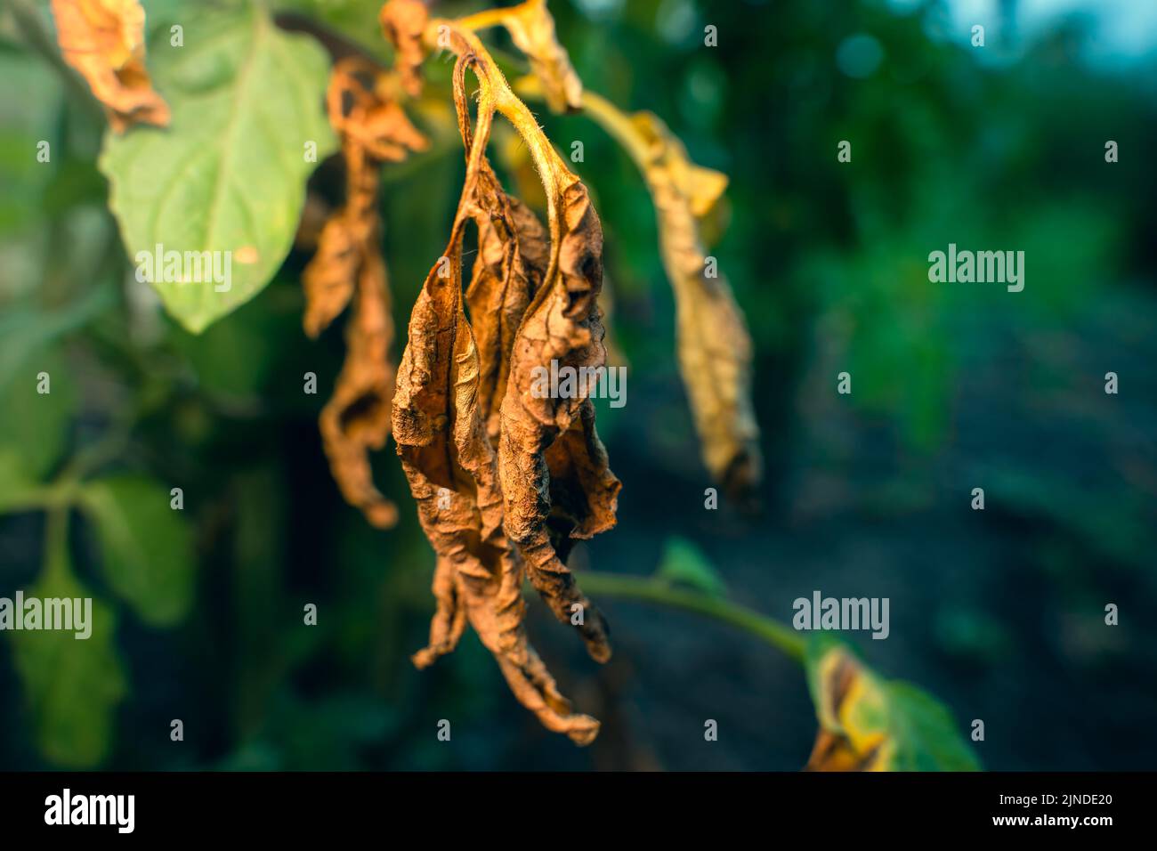 Processus d'infection des plantes Banque de photographies et d’images à ...