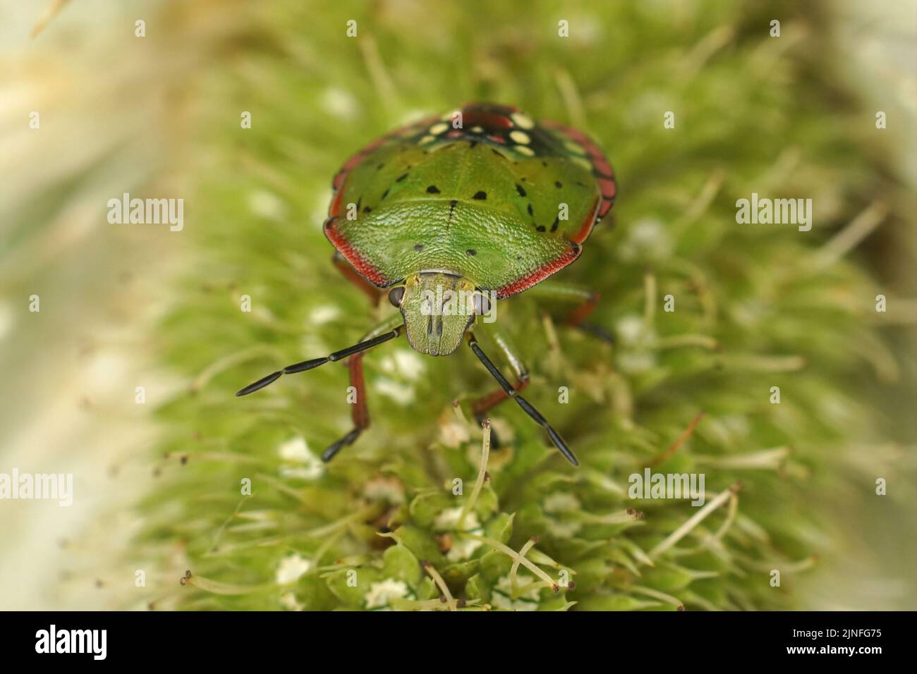 Gros plan sur l'instar coloré de nymphe vert et rose de l'insecte vert ...