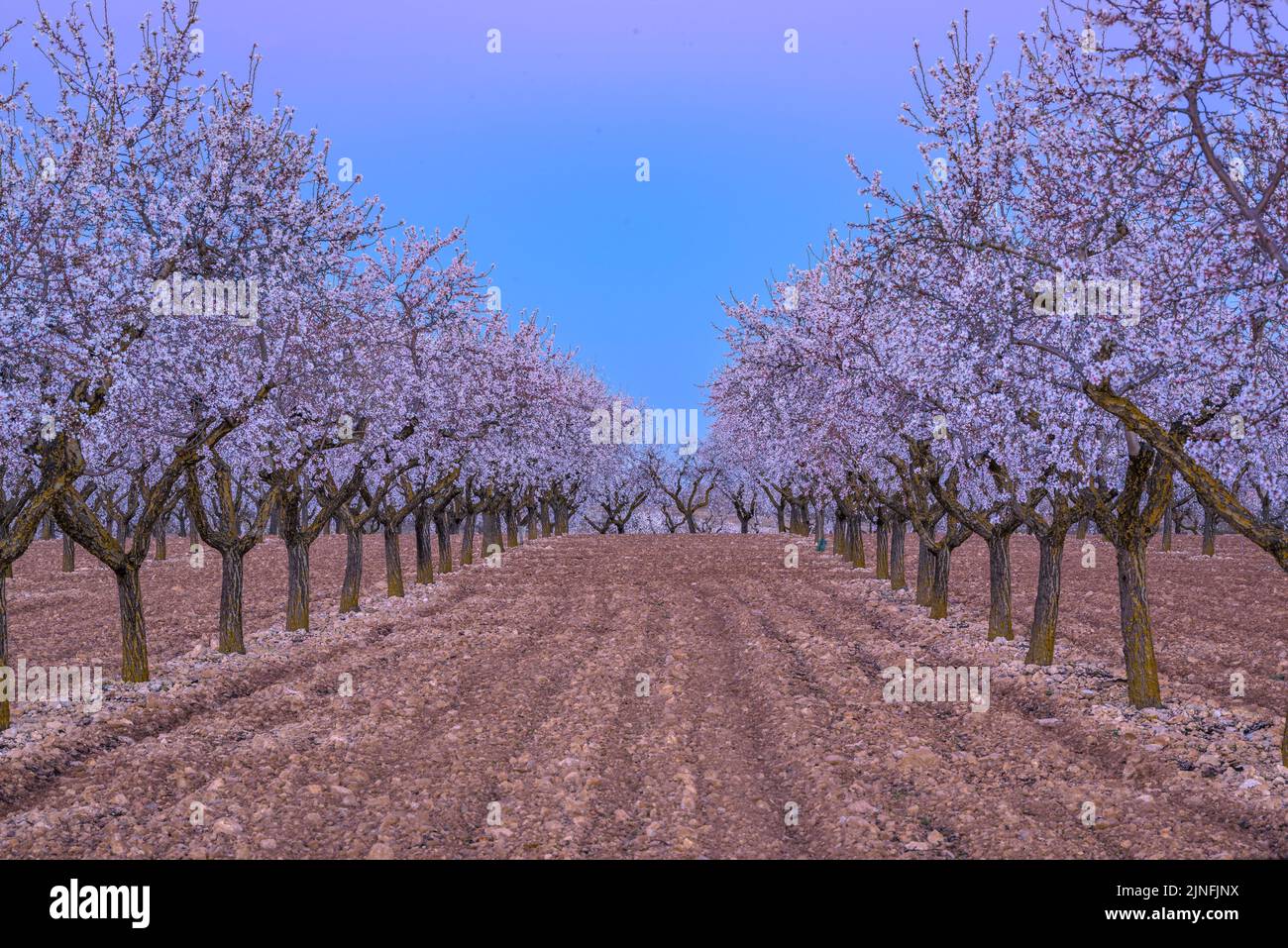 Lever de soleil sur les champs d'amandiers qui fleurissent autour de la ...