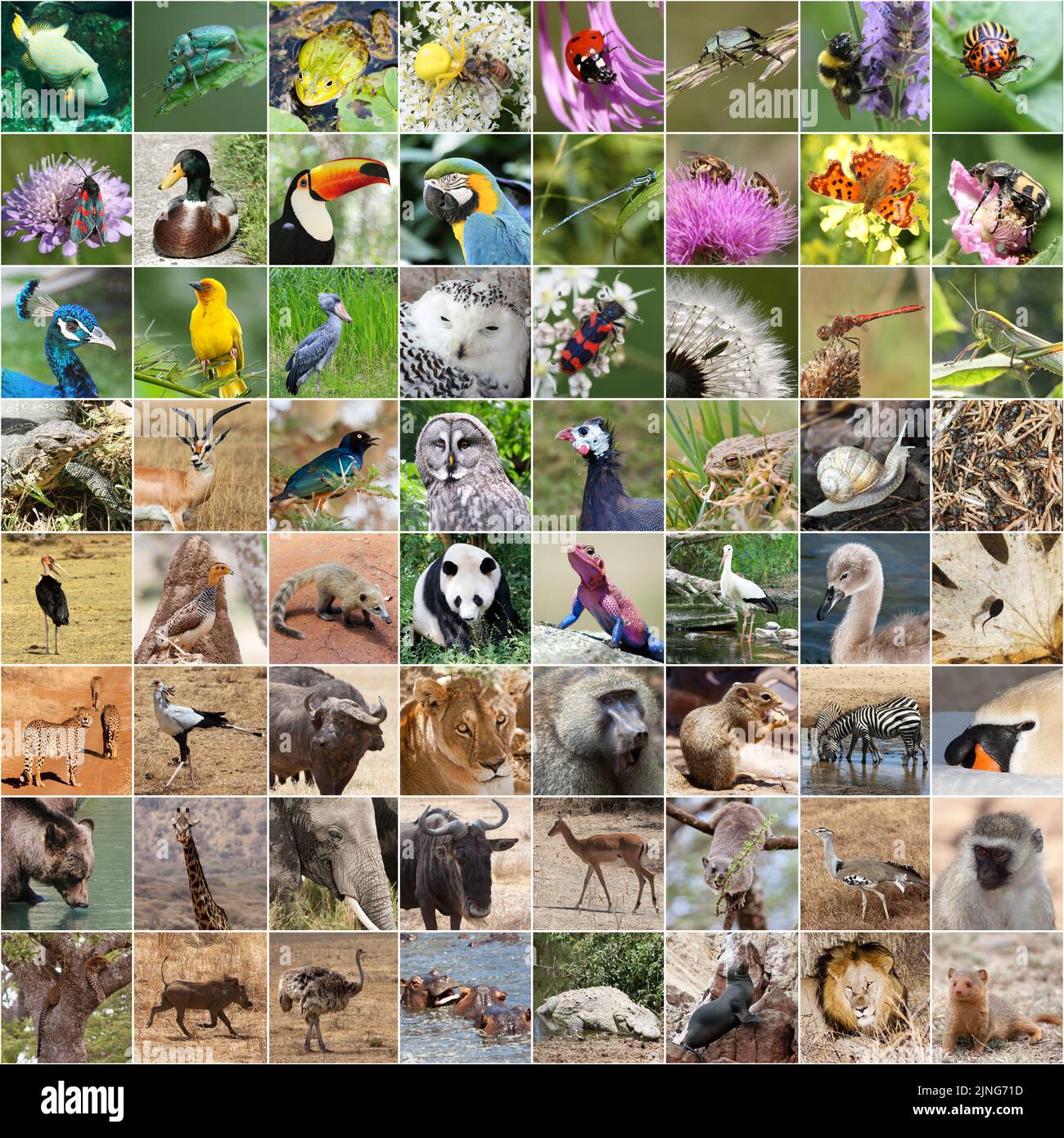 Collage de la faune avec des espèces en voie de disparition Photo Stock ...
