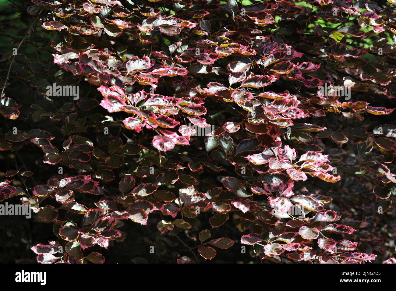 Fagus sylvatica roseo marginata Banque de photographies et d’images à ...