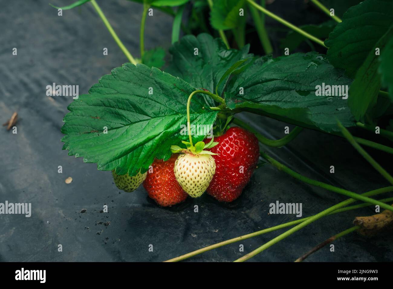 Grosses fraises Banque de photographies et d’images à haute résolution ...