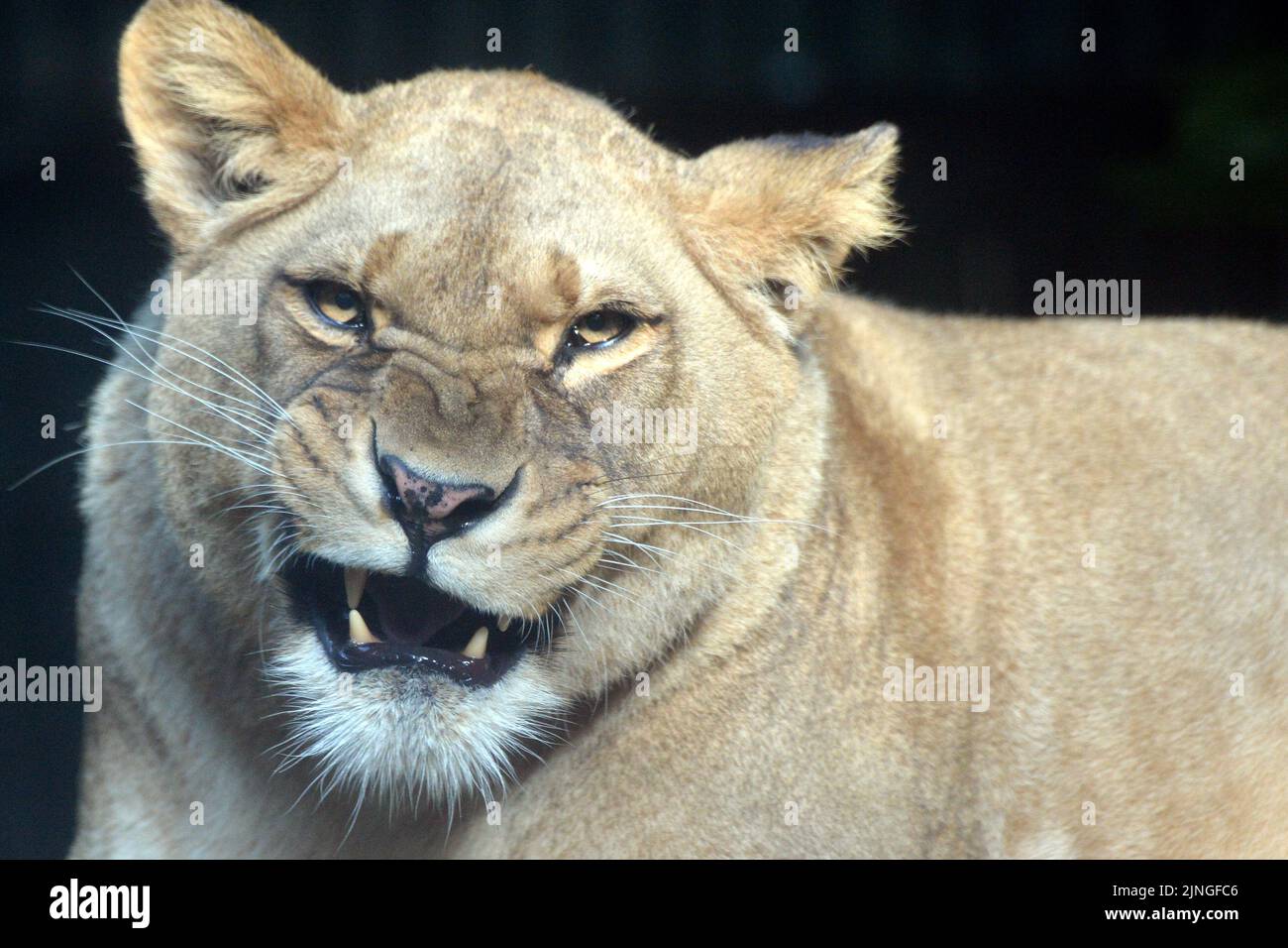 équipe du maroc 2022 lions de l'atlas Banque de photographies et d ...