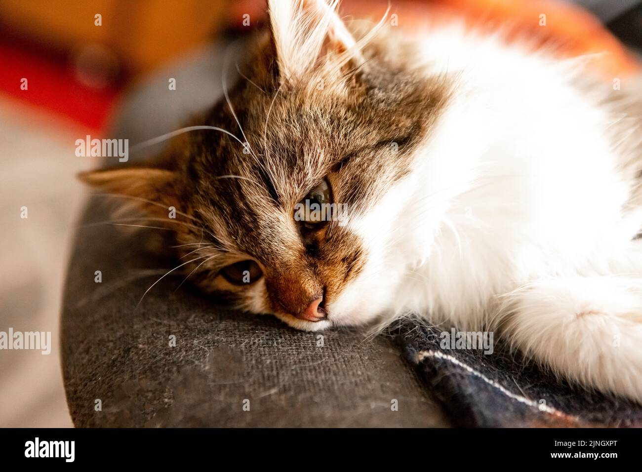 Le chat dort dans le lit Banque de photographies et d’images à haute ...
