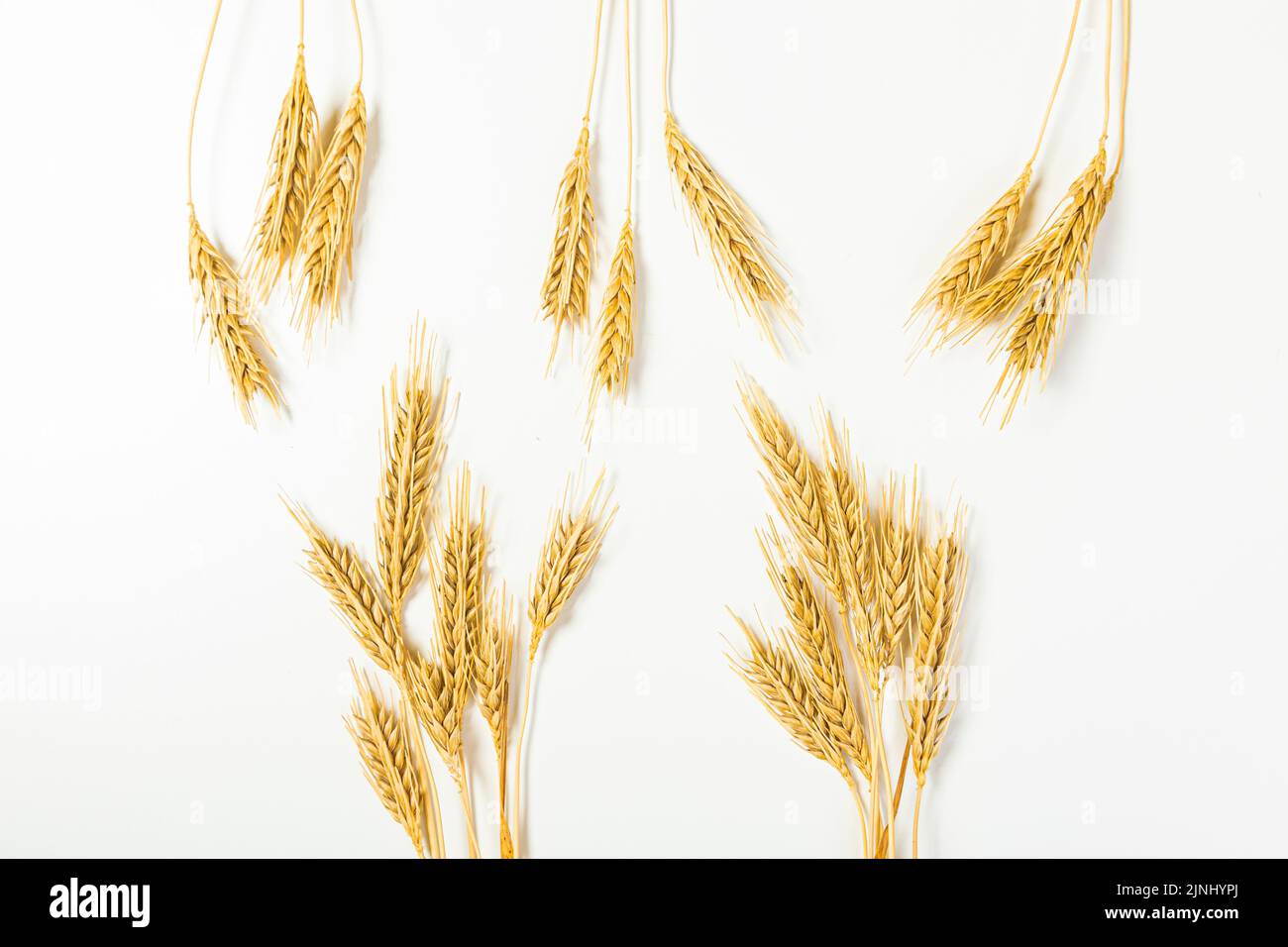 Graines de blé mûr sur fond blanc. Une culture entière de germe de blé ...