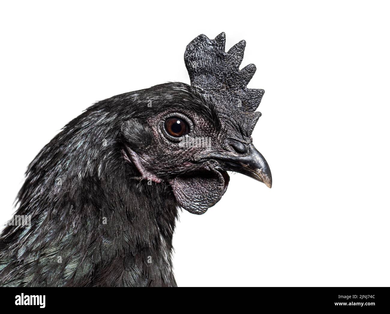 Ayam cemani Banque de photographies et d’images à haute résolution - Alamy