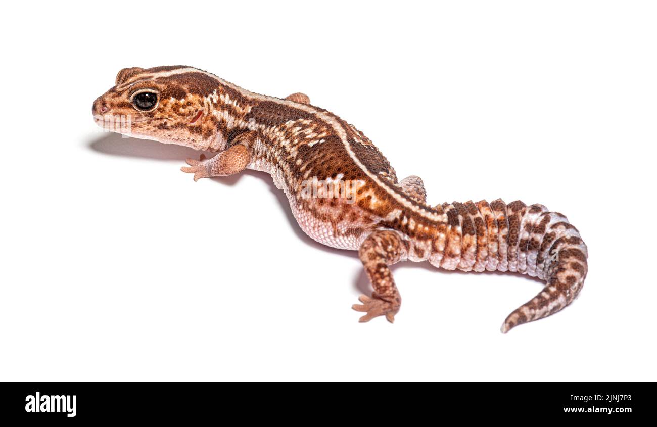 Vue en hauteur et vue arrière d'un gecko africain à queue grasse ...