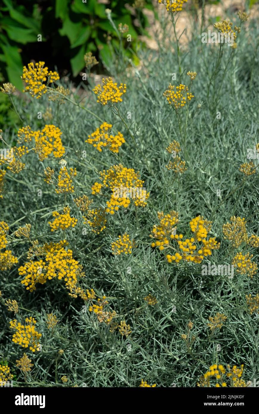 Fleur jaune de l'Immortelle italienne ou de la plante-curry, herbe de ...