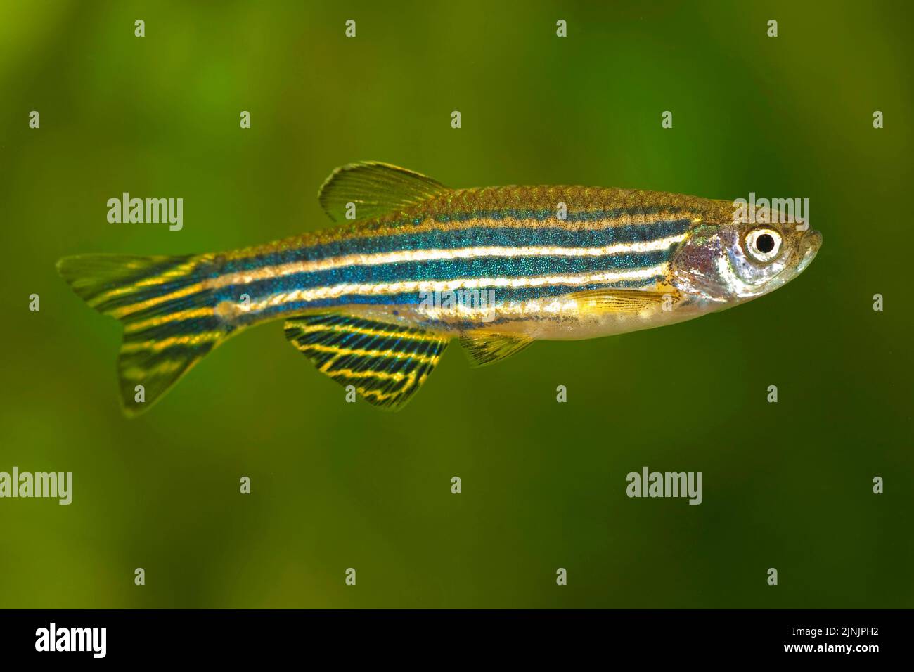 Zebra danios danio rerio Banque de photographies et d’images à haute ...