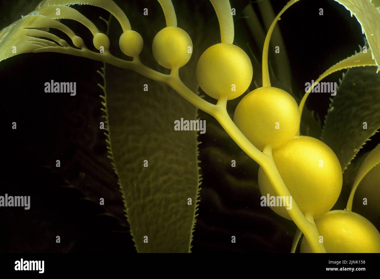 Riesentang macrocystis pyrifera Banque de photographies et d’images à ...