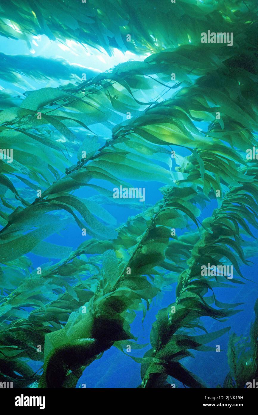 Riesentang macrocystis pyrifera Banque de photographies et d’images à ...