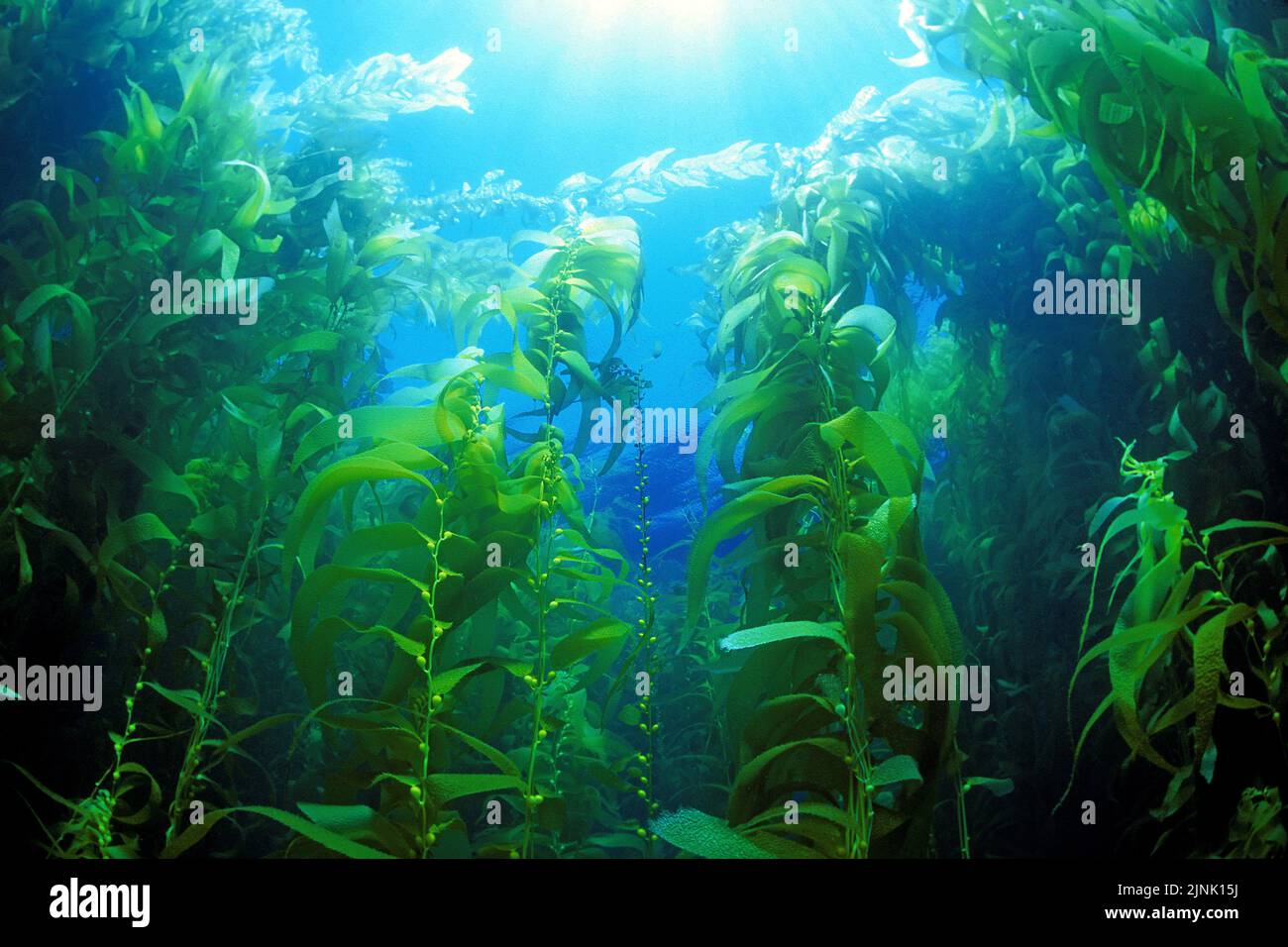 Riesentang macrocystis pyrifera Banque de photographies et d’images à ...