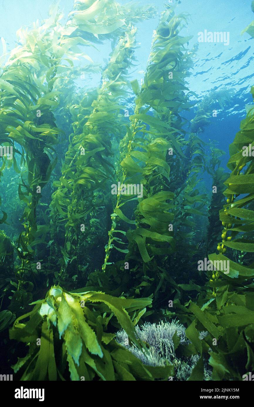 Riesentang macrocystis pyrifera Banque de photographies et d’images à ...