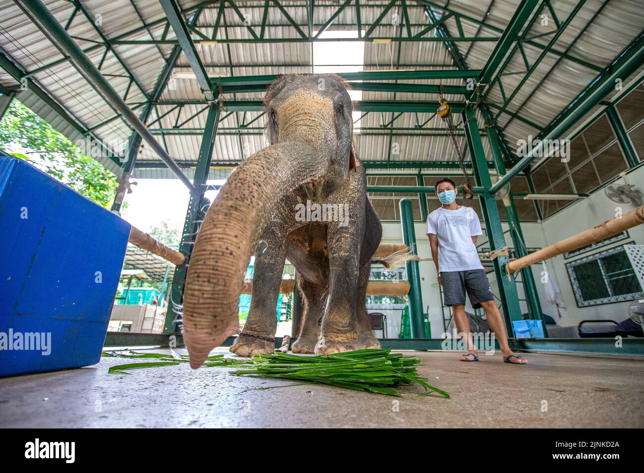 (220812) -- LAMPANG, 12 août 2022 (Xinhua) -- un éléphant blessé se ...