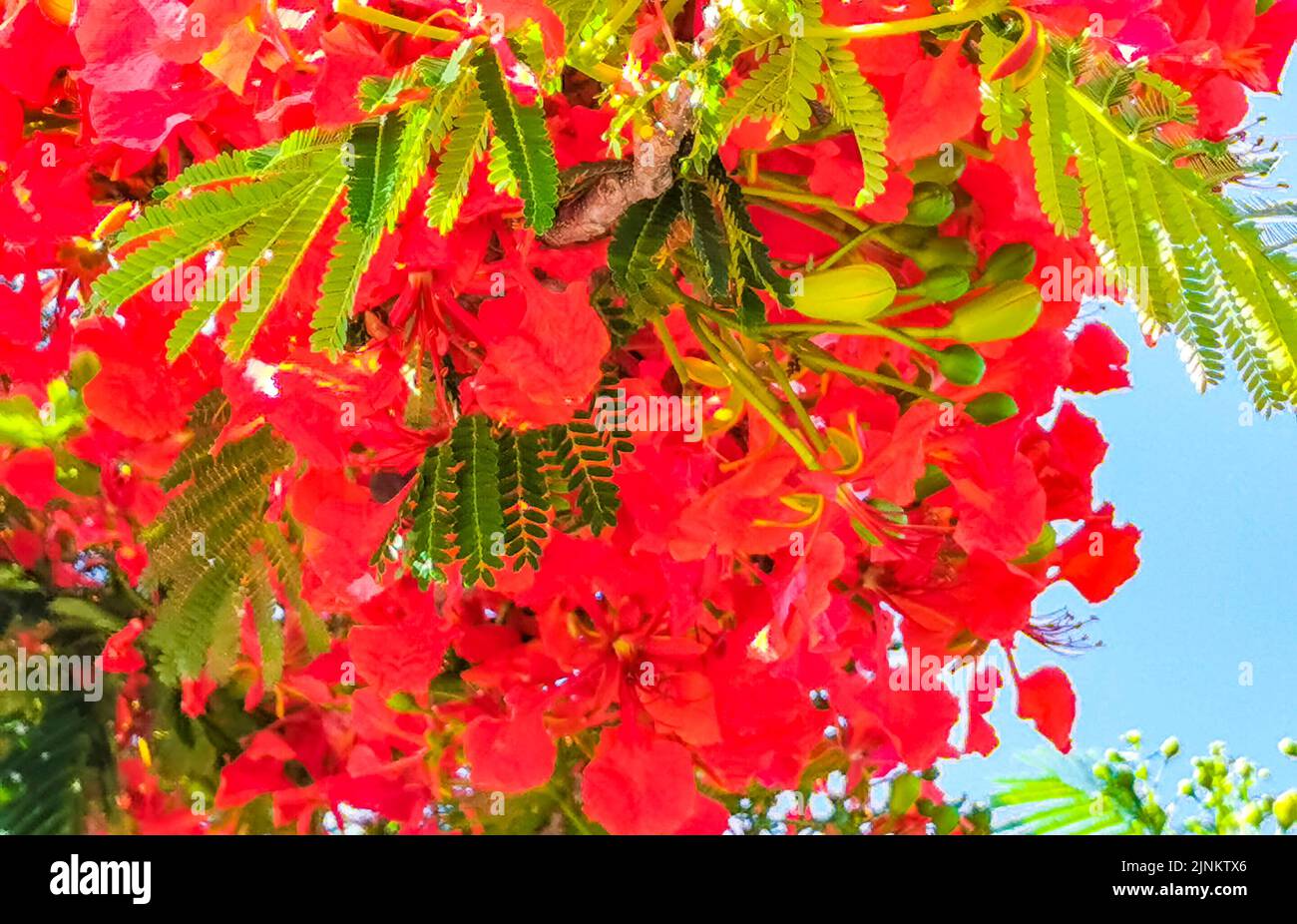 Fleurs flamboyantes ou Delonix Regia rouge en gros plan. Belle flamme ...