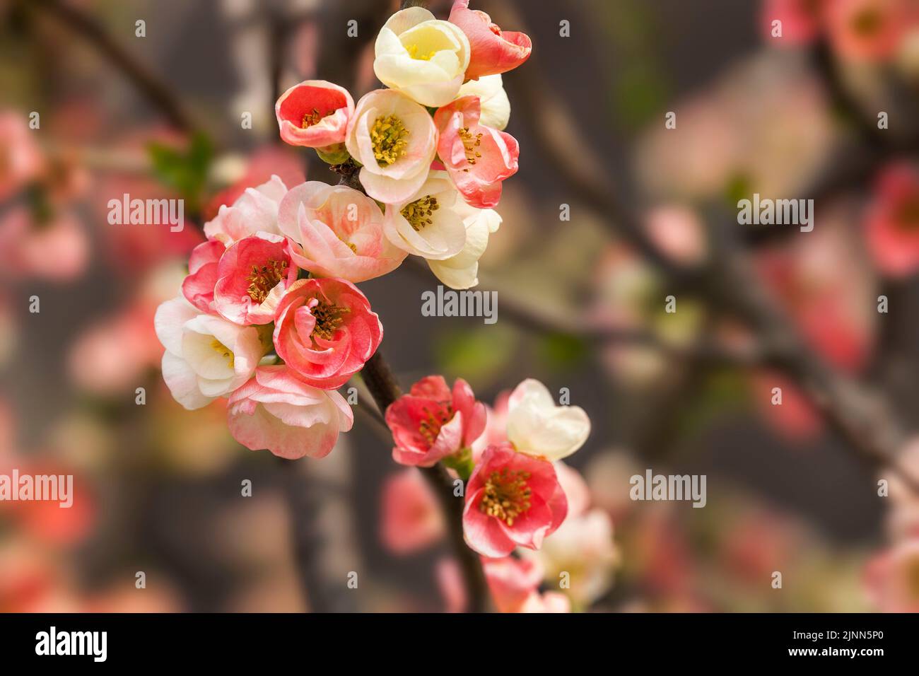 La coing du japon Banque de photographies et d’images à haute ...