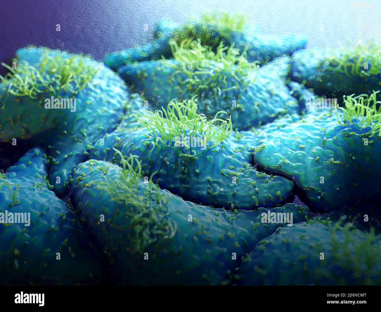 Hela cell Banque de photographies et d’images à haute résolution - Alamy