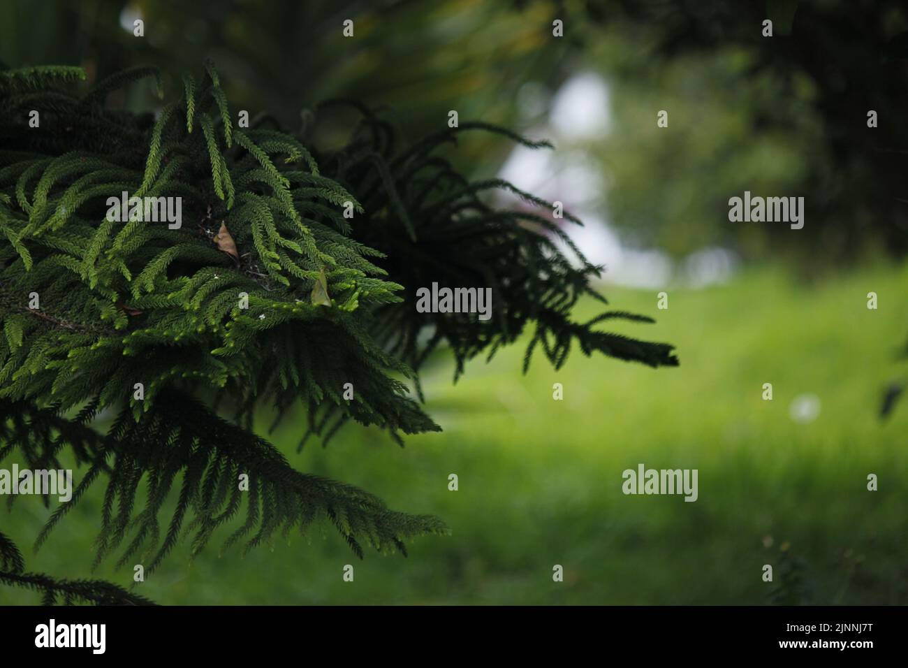 Forest flor Banque de photographies et d’images à haute résolution - Alamy