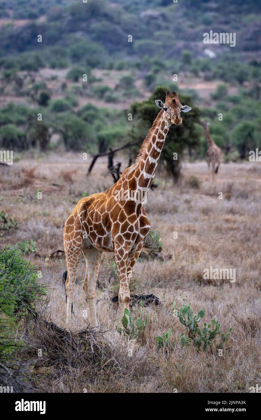 La girafe réticulée se trouve sur une caméra de surveillance de la ...