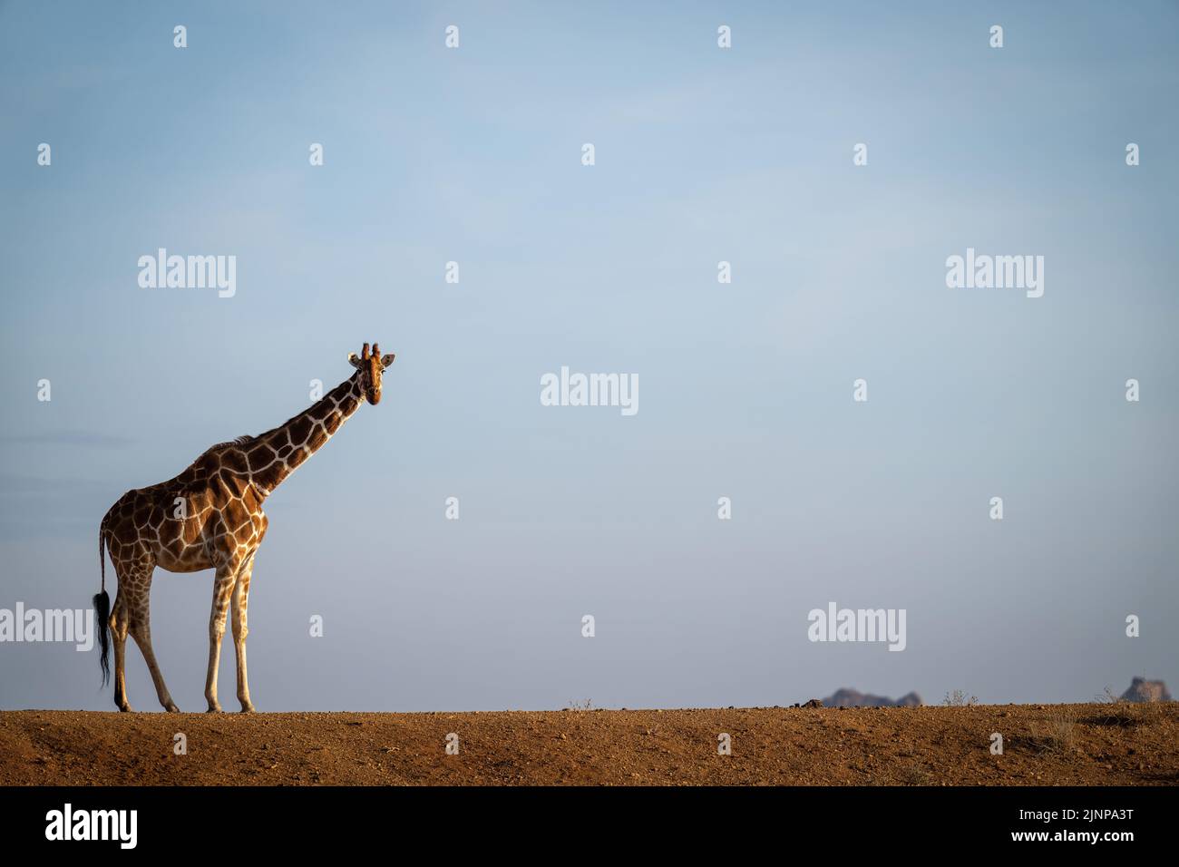 La girafe réticulée est installée sur la caméra de surveillance de ...