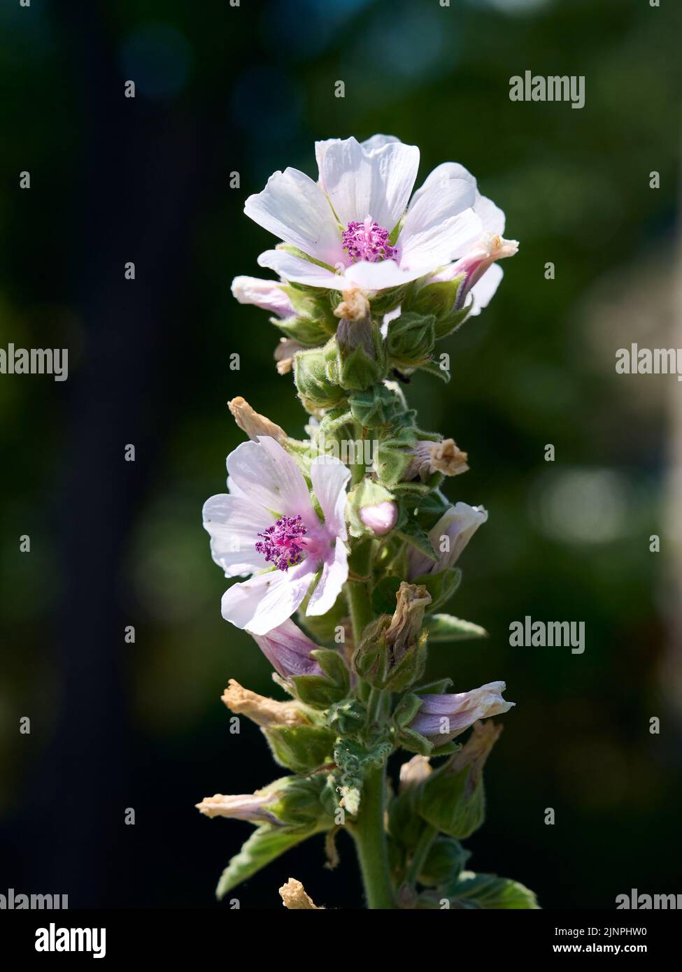 Althea officinalis althaea officinalis Banque de photographies et d ...