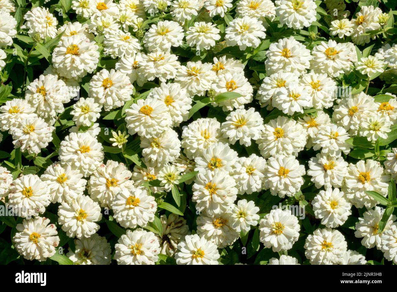 Zinnia profusion double white Banque de photographies et d’images à ...