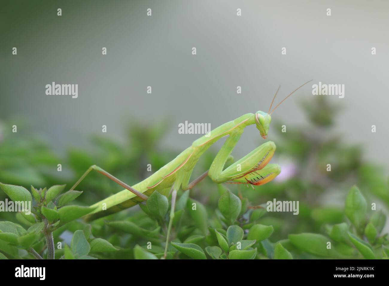 Zoologie des insectes Banque de photographies et d’images à haute ...